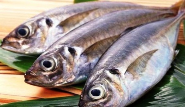 Maroc : le 1er producteur de poissons en Afrique - Africa Top Success