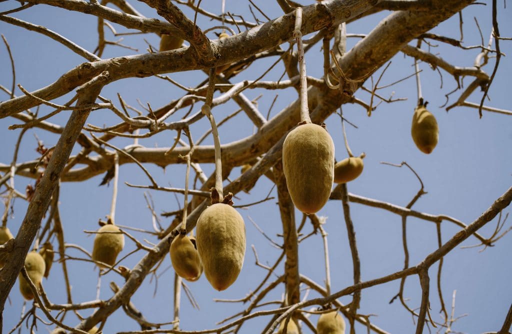 Pain de singe: un aliment nutritif aux vertus insoupçonnées - Africa ...