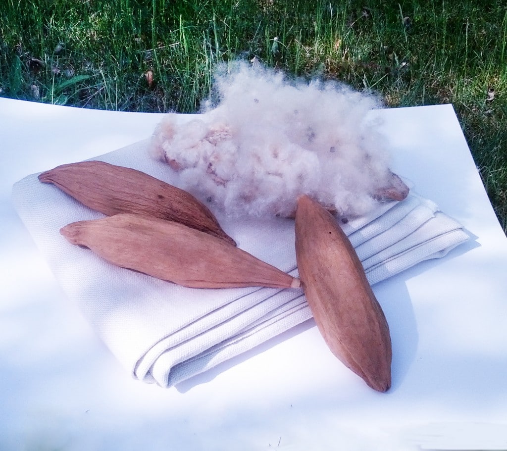 Le Kapok : une fibre végétale aux utilisations multiples