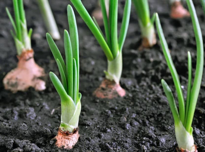 Agriculture : voici pourquoi se lancer dans la culture de l'oignon